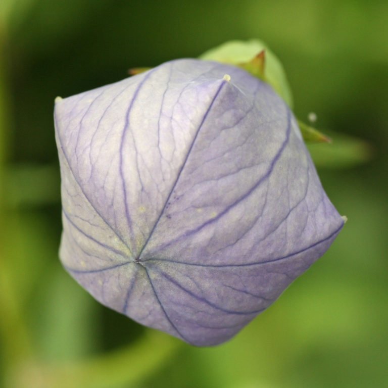 Balloon Flower (Platycodon grandiflorus)